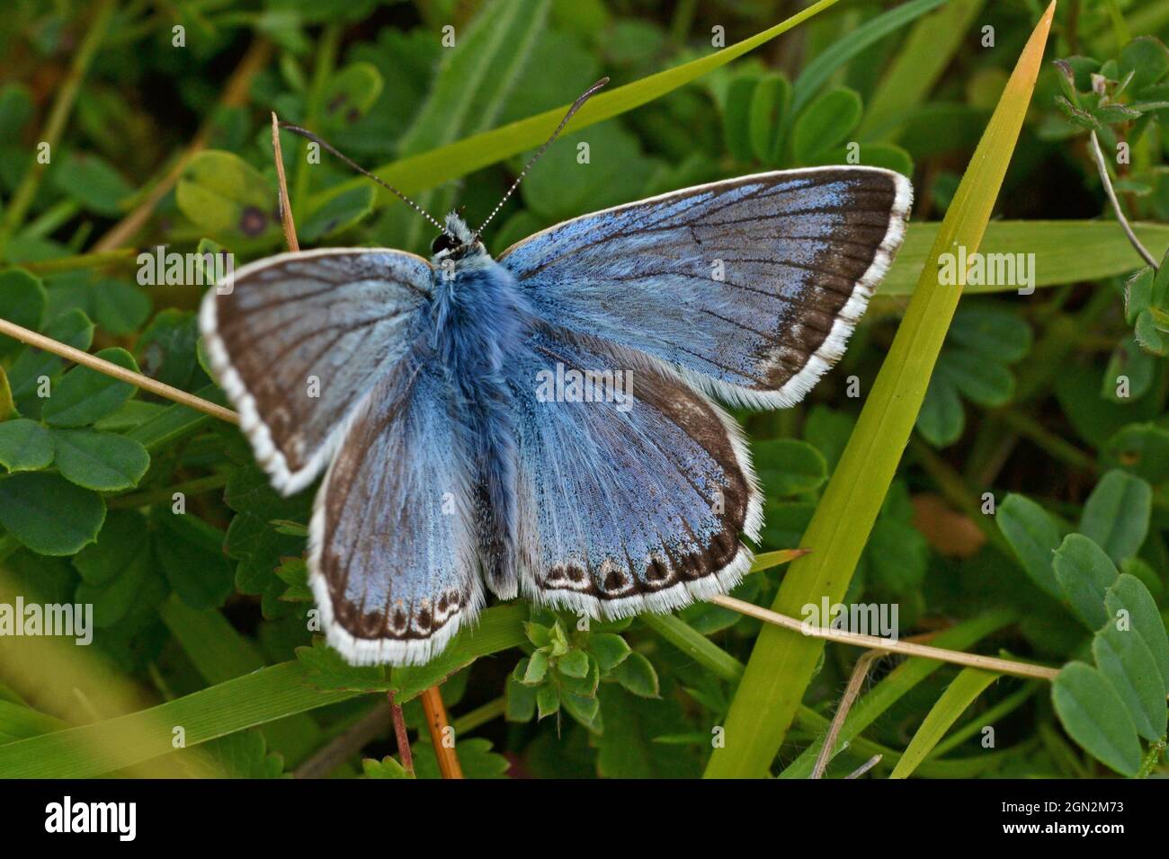 Male Chalkhill Blue butterfly, Barnack Hills and Holes, near ...