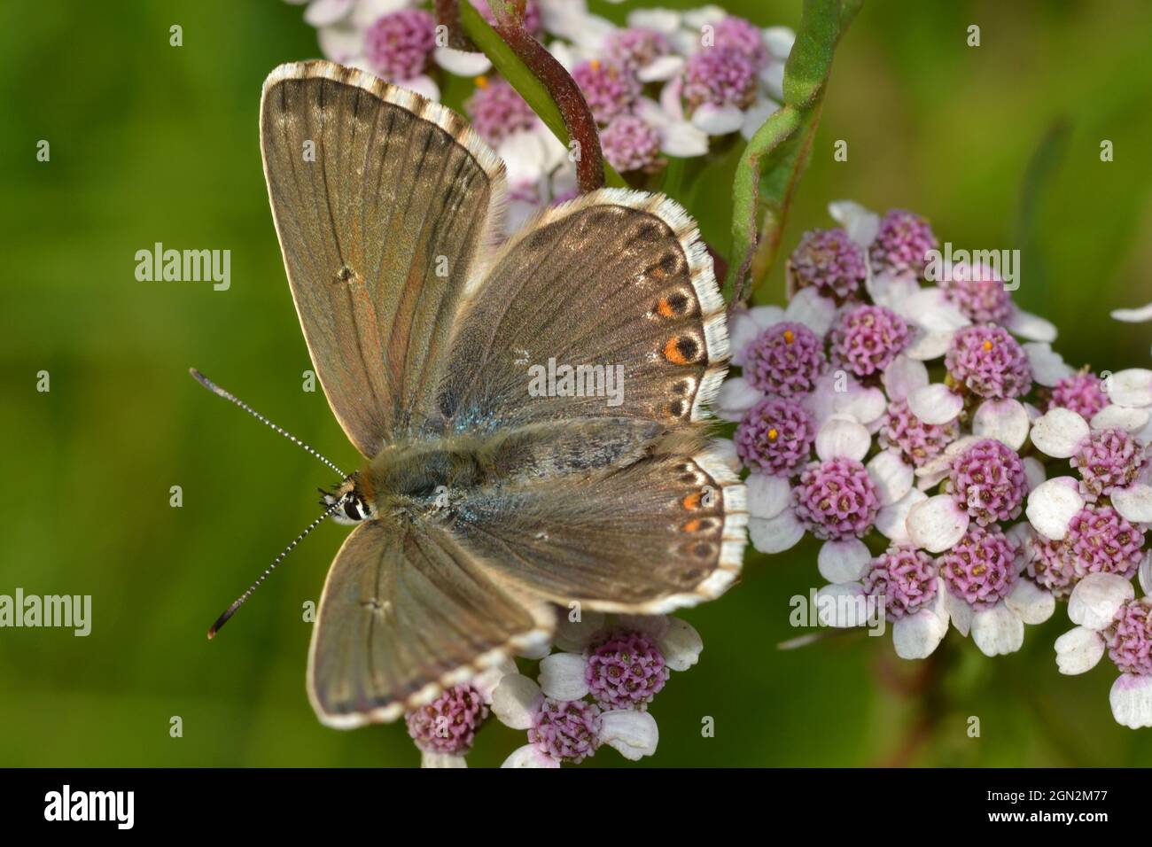 Female Chalkhill Blue butterfly, Barnack Hills and Holes, near ...