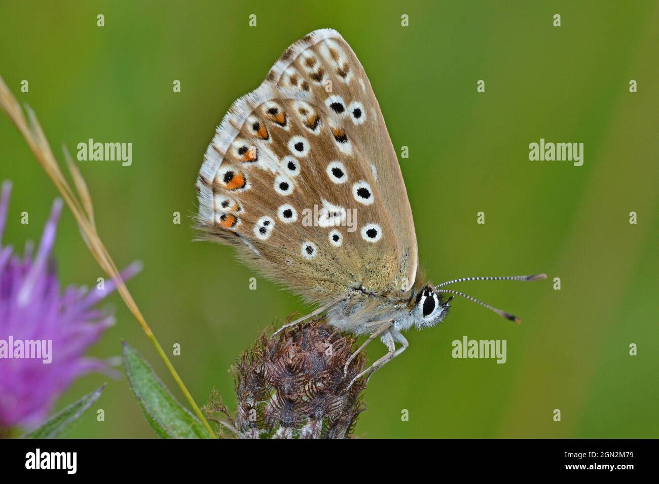 Female Chalkhill Blue butterfly, Barnack Hills and Holes, near ...