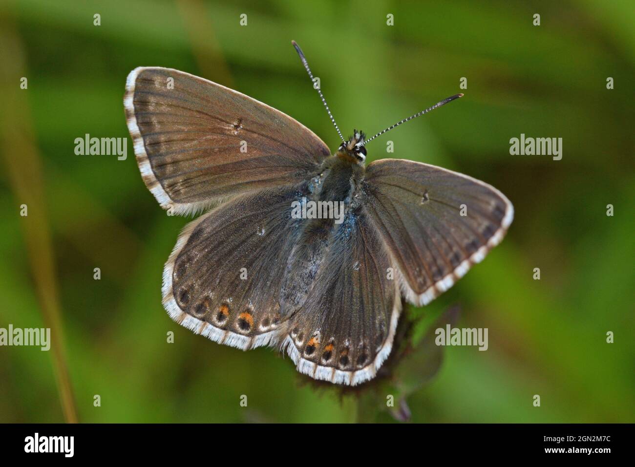 Female Chalkhill Blue butterfly, Barnack Hills and Holes, near ...