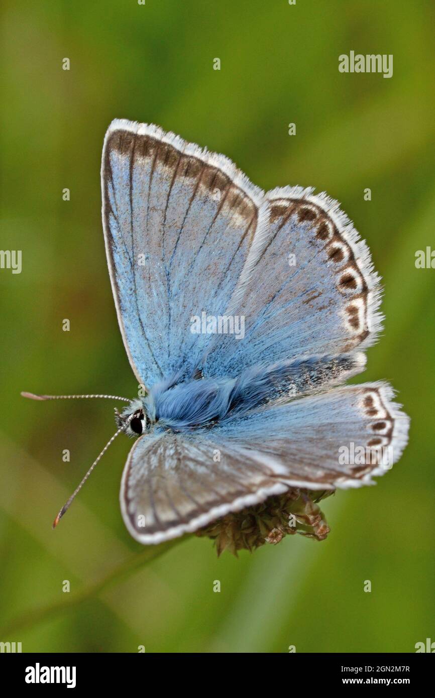 Male Chalkhill Blue butterfly, Barnack Hills and Holes, near ...