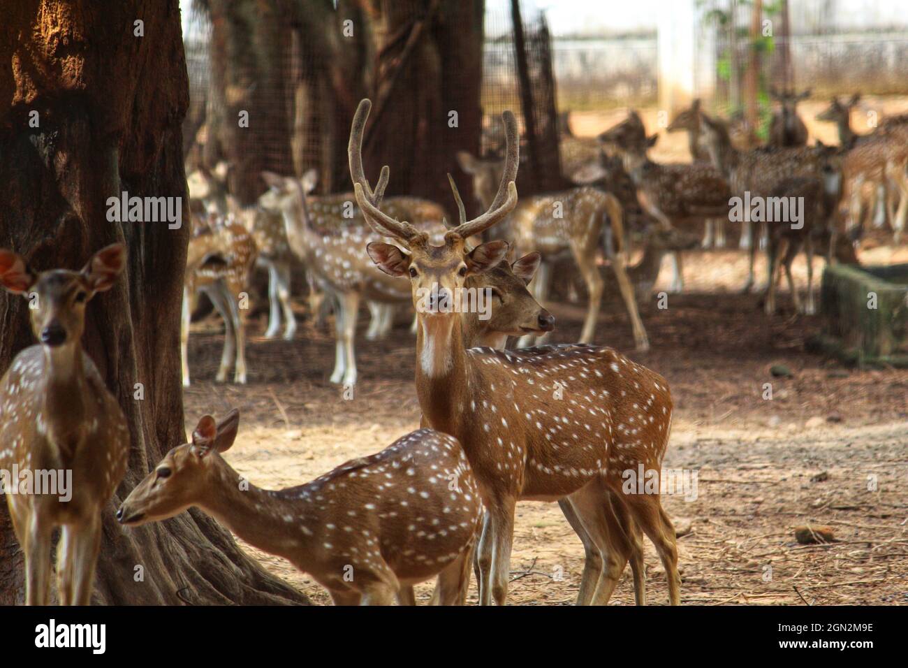 Brown chital deer in a national park Stock Photo - Alamy