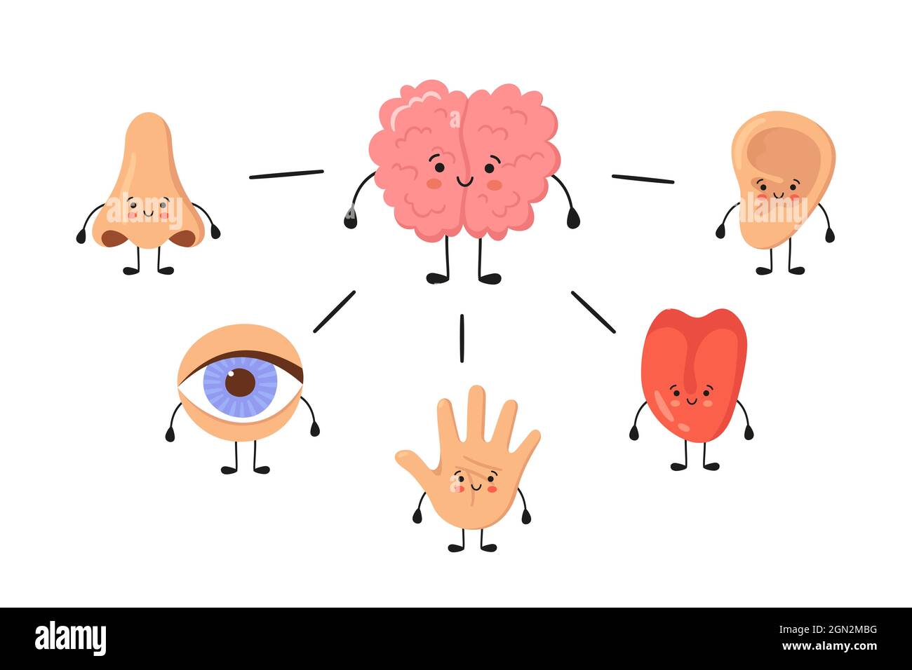 Sensory Organs High Resolution Stock Photography and Images - Alamy