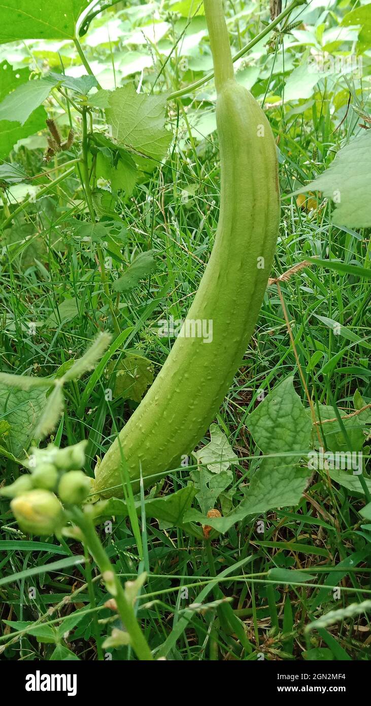 Vertical shot of a loofah growing in the garden on a sunny day Stock ...