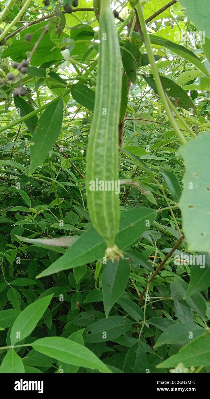 Vertical shot of a loofah growing in the garden on a sunny day Stock ...