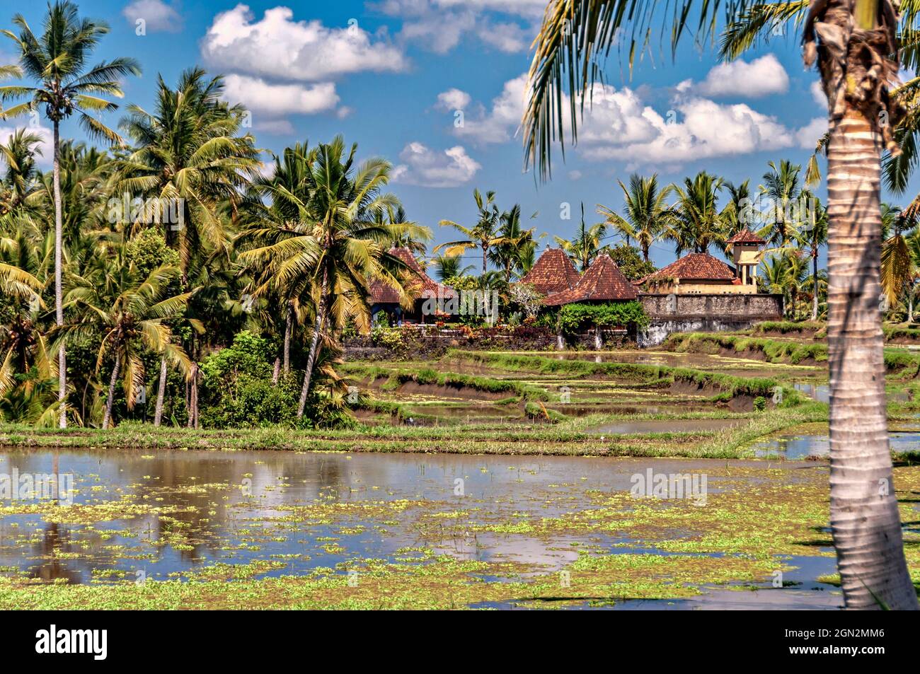 Bali rice fields traditional balinese hi-res stock photography and ...