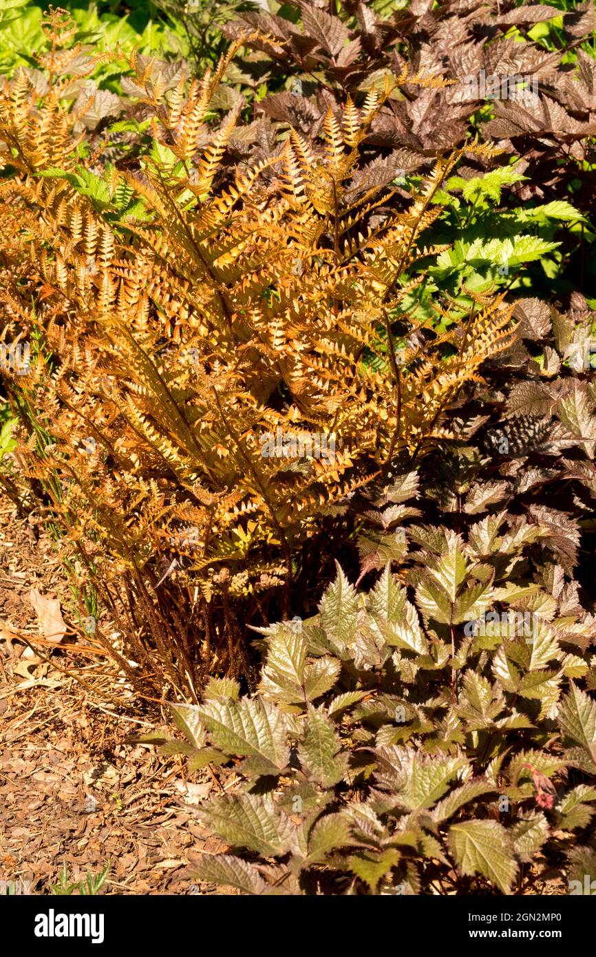 Dryopteris erythrosora in spring Shield Fern Stock Photo - Alamy