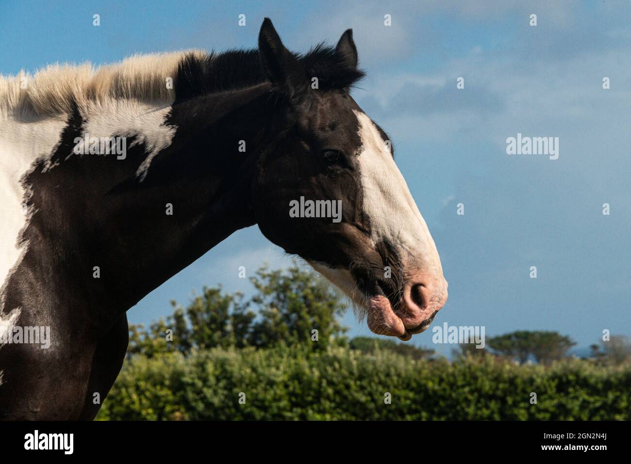 A black and white horse Stock Photo - Alamy