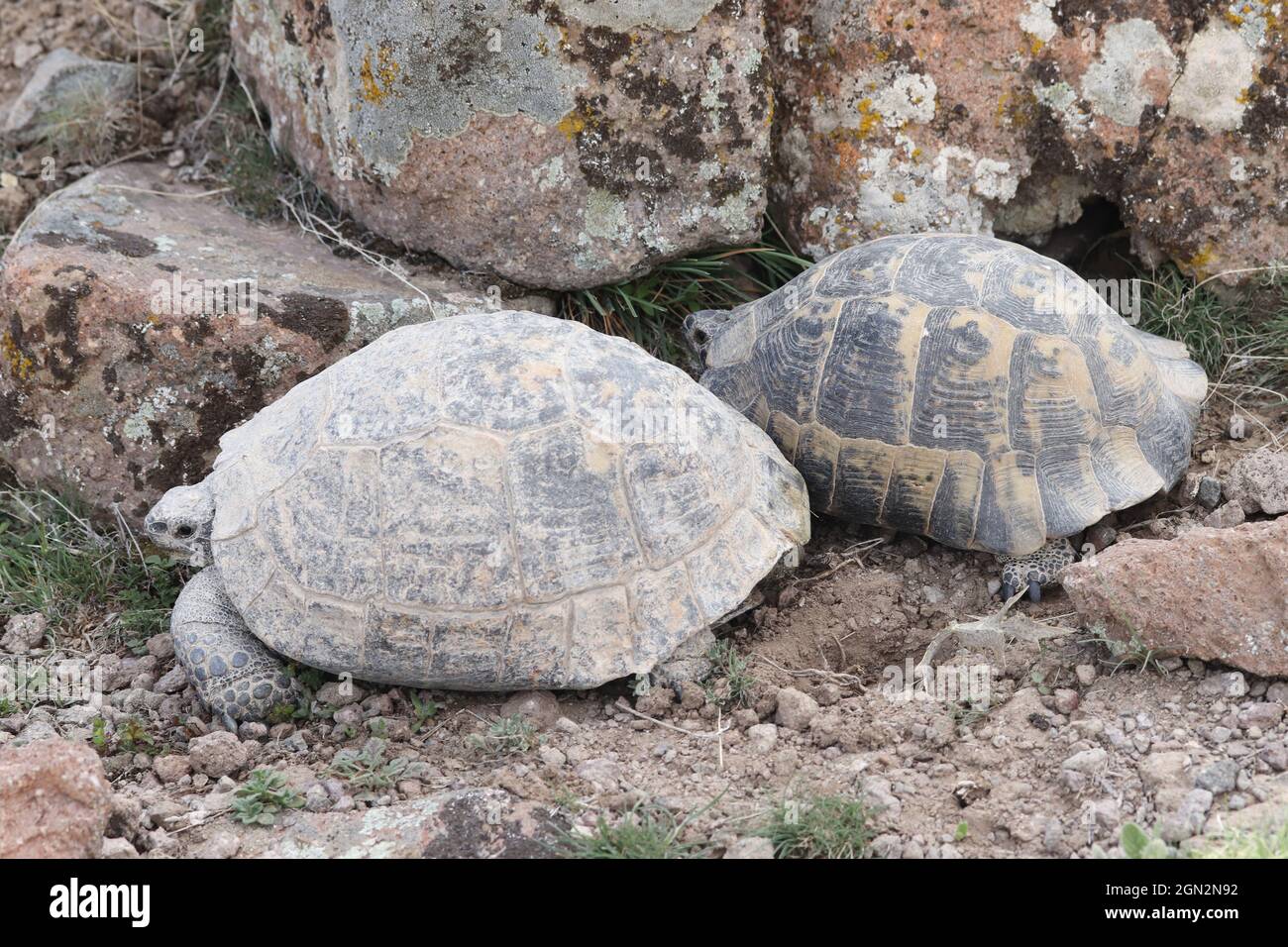 Two turtle walking hi-res stock photography and images - Alamy