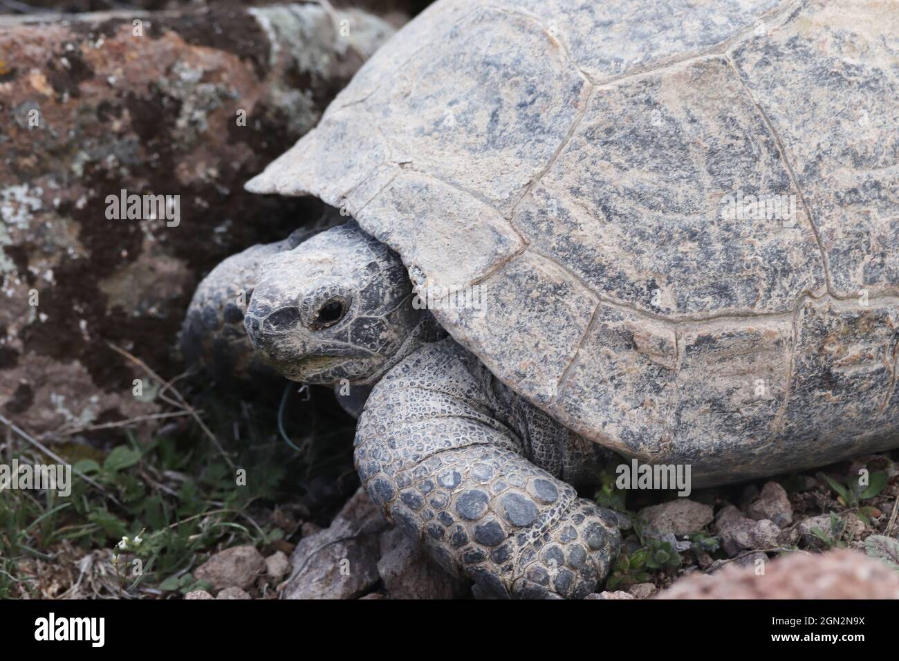 Big turtle in nature. Animal background Stock Photo - Alamy