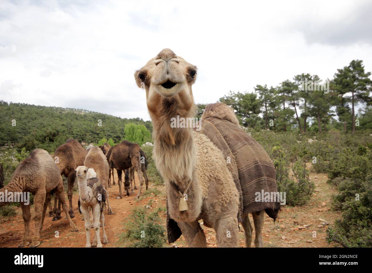 Grazing camels of nomads Turkey Stock Photo - Alamy
