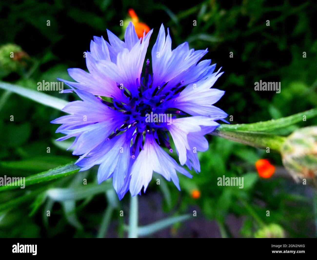 Cornflower, Centaurea montana blooming, one flower top view. Blue ...