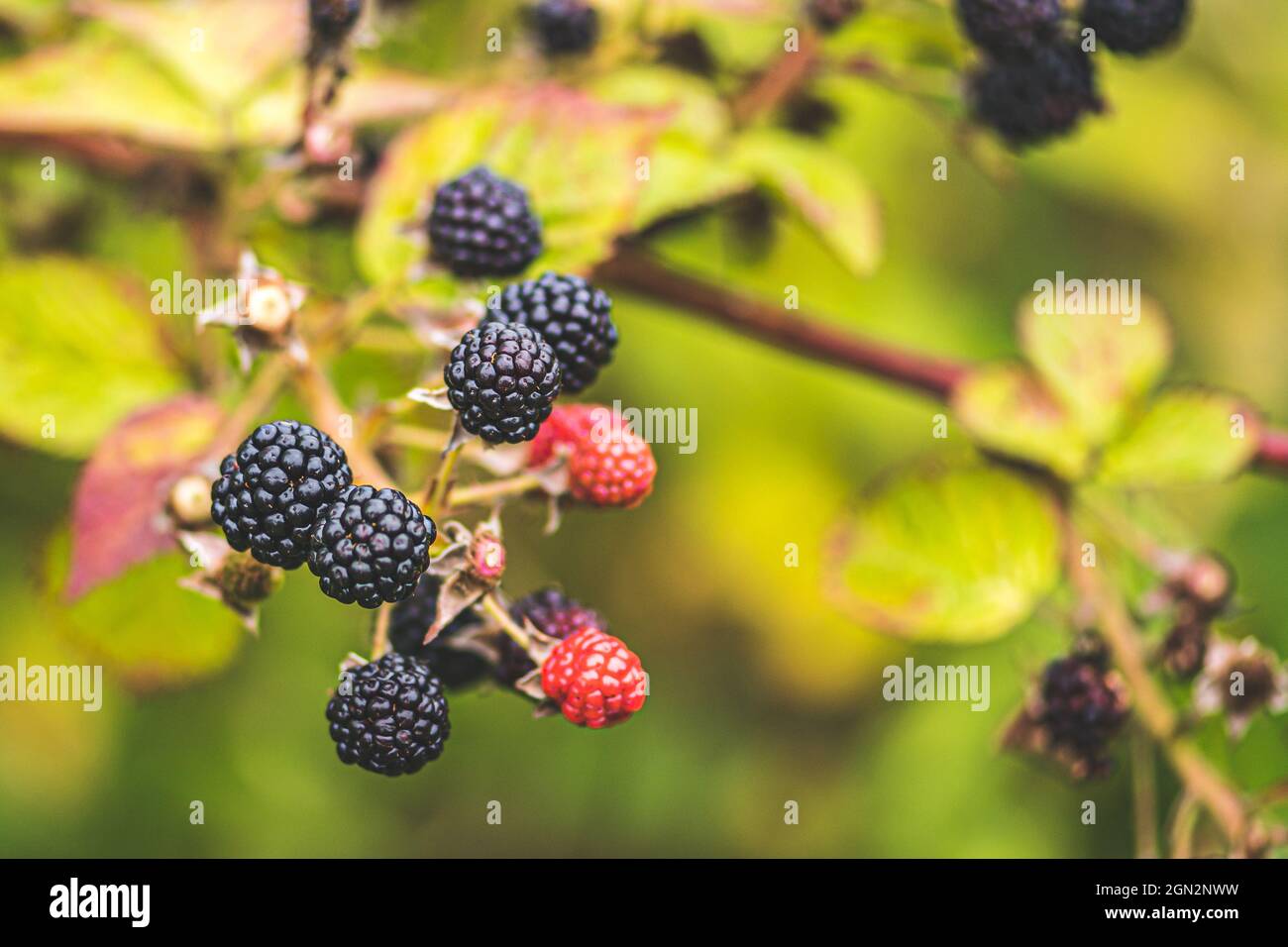 Wild black and red berries on the bush, ripening and unripe wild ...