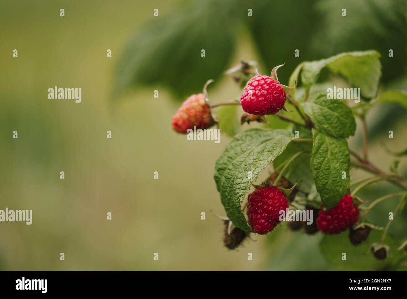 Fresh organic wild red raspberry on the bush with green leaves, close ...