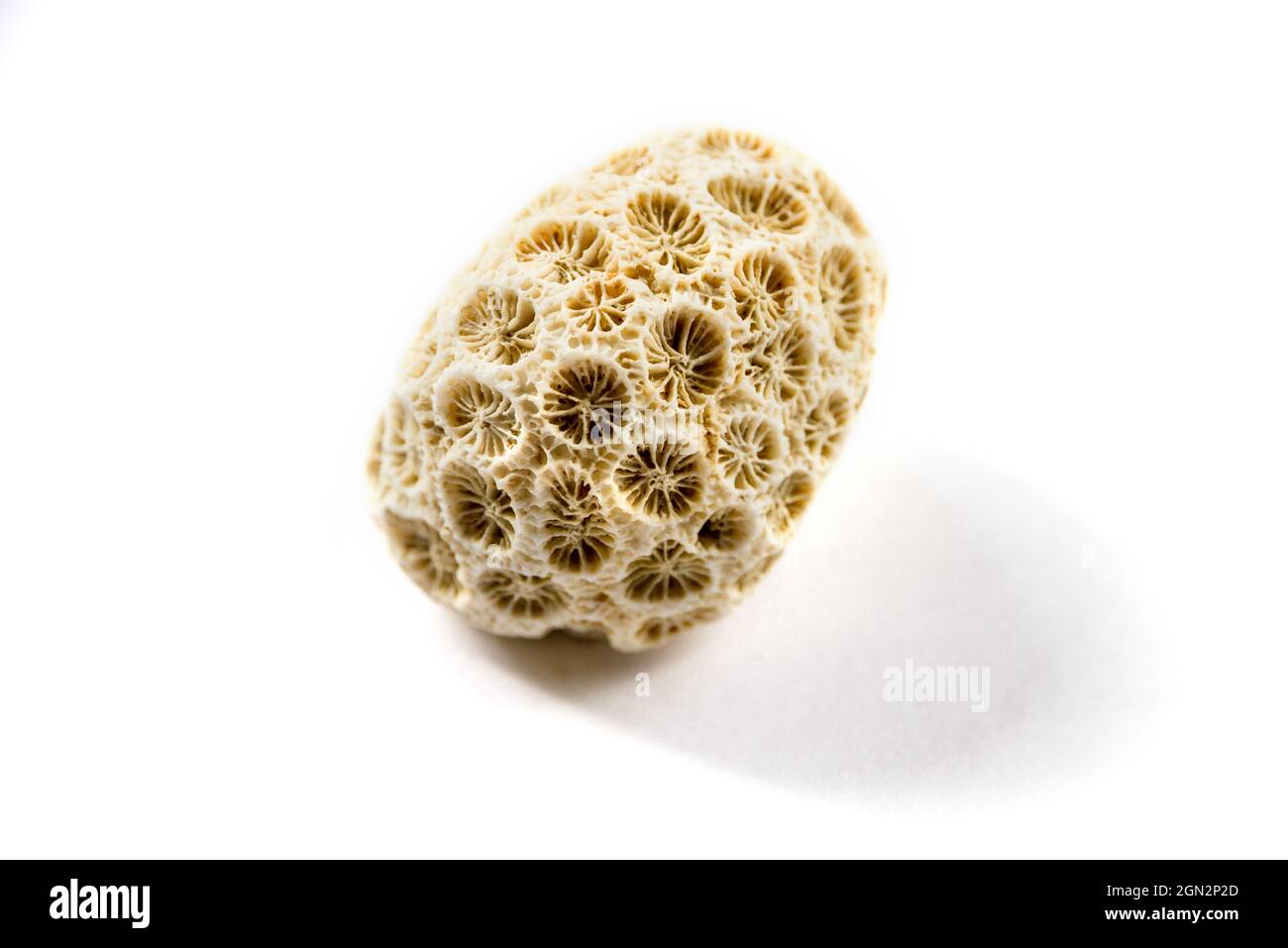 Dry coral isolated on a white background Stock Photo - Alamy
