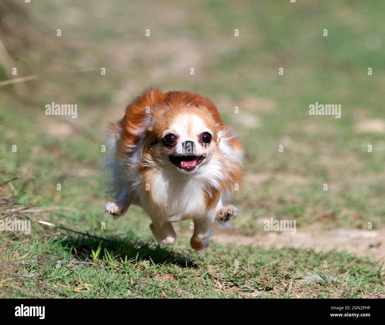 Are Chihuahuas Yappy