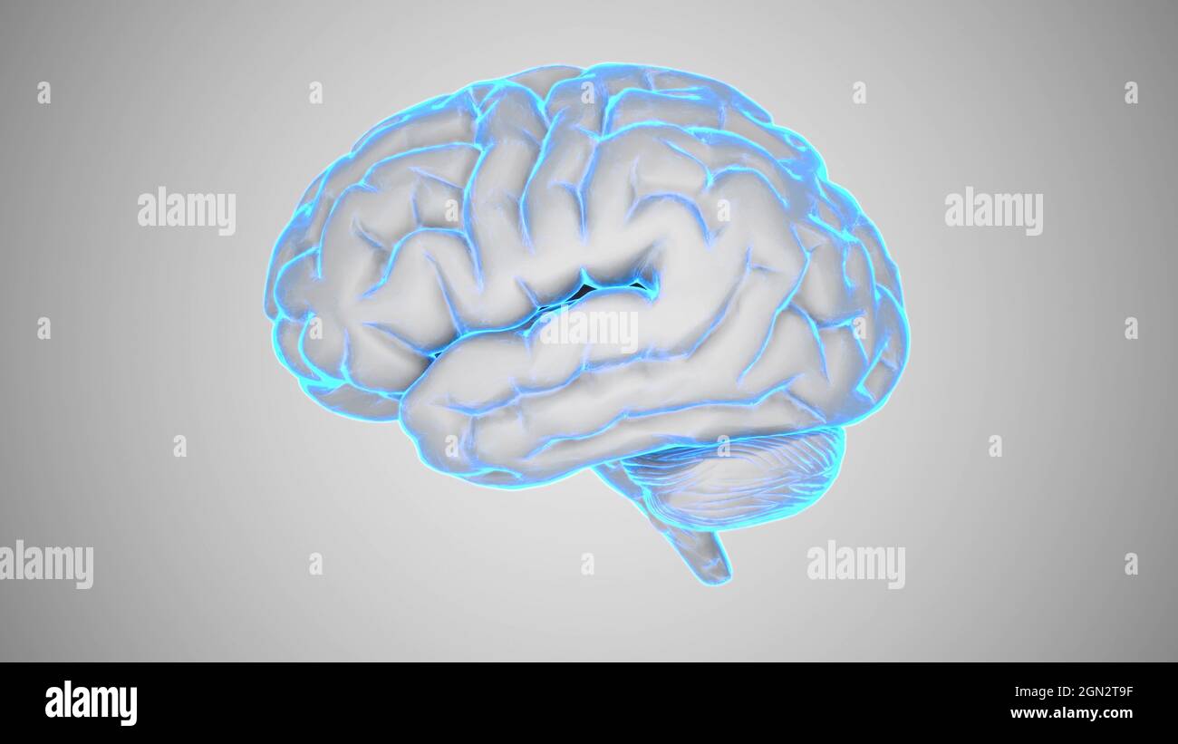 3D illustration of a brain with blue outlines isolated on a white ...