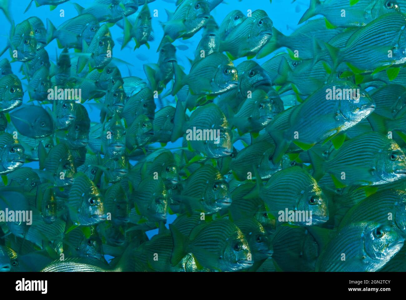 Gold line sea bream hi-res stock photography and images - Alamy