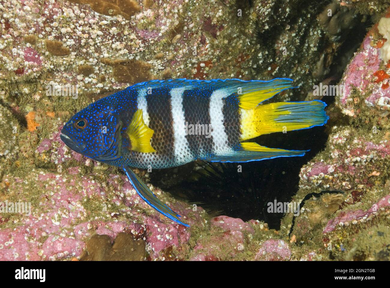 Eastern blue devil (Paraplesiops bleekeri), one of the most beautiful ...