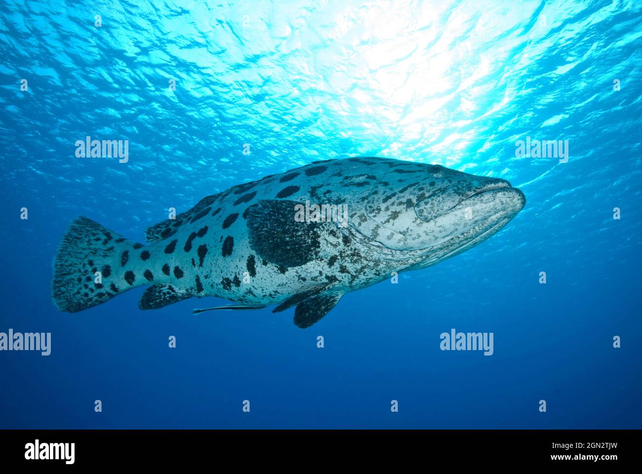 Potato cod (Epinephelus tukula), reported to reach 200 cm and up to 100 ...