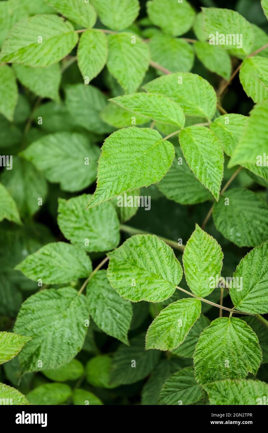 Rubus idaeus, european raspberry plant with green leaves Stock Photo ...