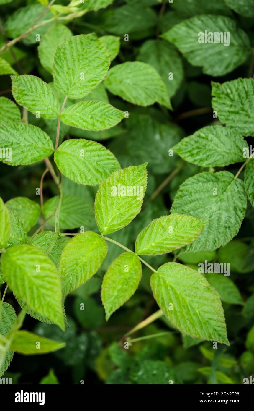 Rubus idaeus, european raspberry plant with green leaves Stock Photo ...
