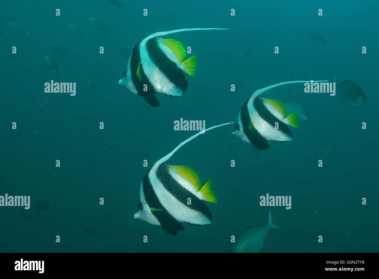 Group longfin bannerfish heniochus acuminatus hi-res stock photography ...