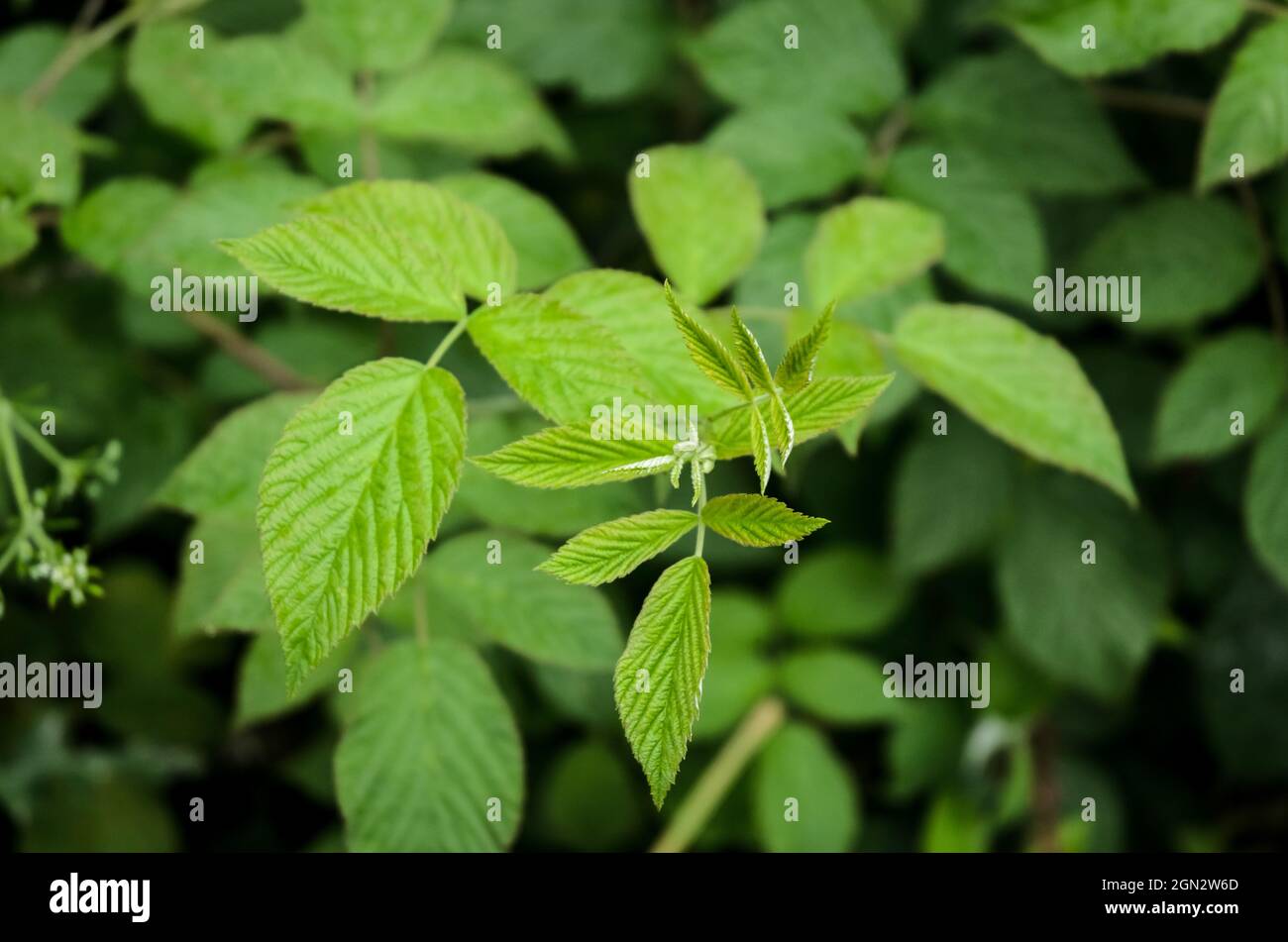 Rubus idaeus, european raspberry plant with green leaves Stock Photo ...