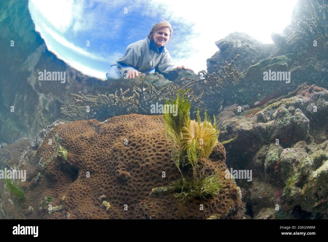 Visitor looking over edge of rock platform at Diggers Camp, observing ...