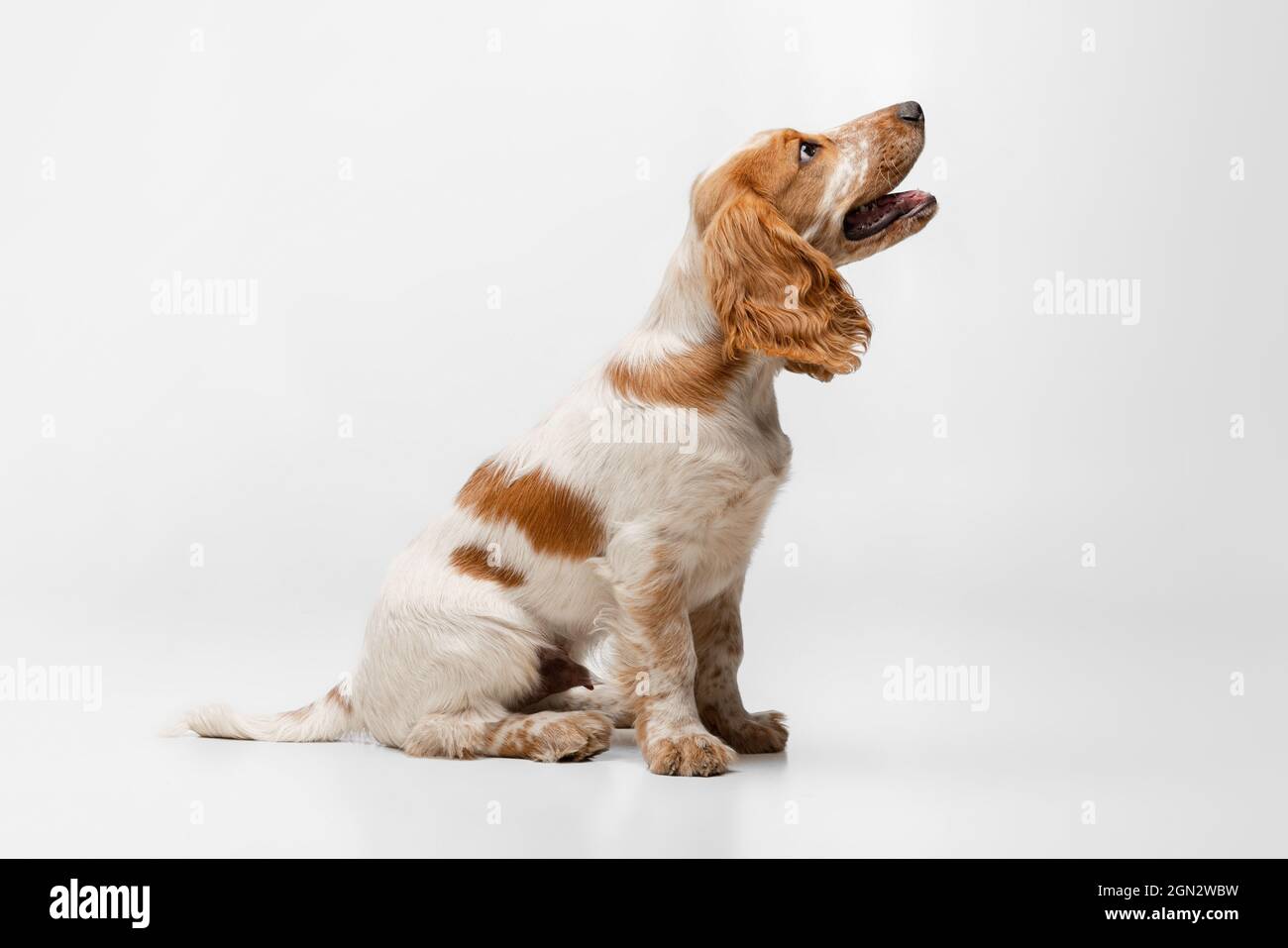 Cute Cocker Spaniel dog sitting and looking upward isolated over white ...