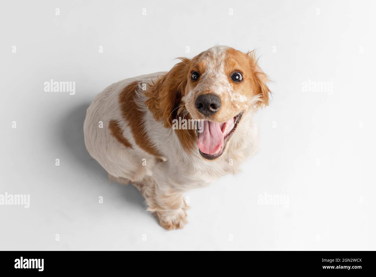 Cute smiling Cocker Spaniel dog looking upwards isolated over white ...