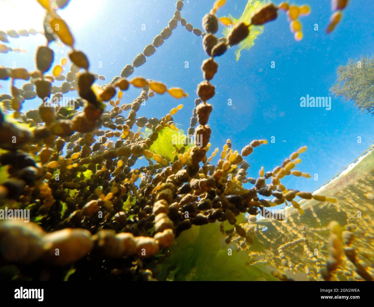 Australian pearls hi-res stock photography and images - Alamy