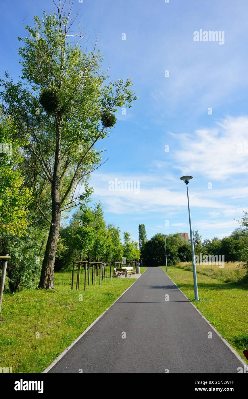 Asphalt pathway surrounded by greens and trees in the park Stock Photo ...