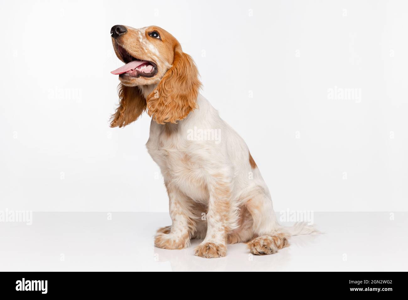 Joyful Cocker Spaniel dog sitting and looking upward isolated over ...