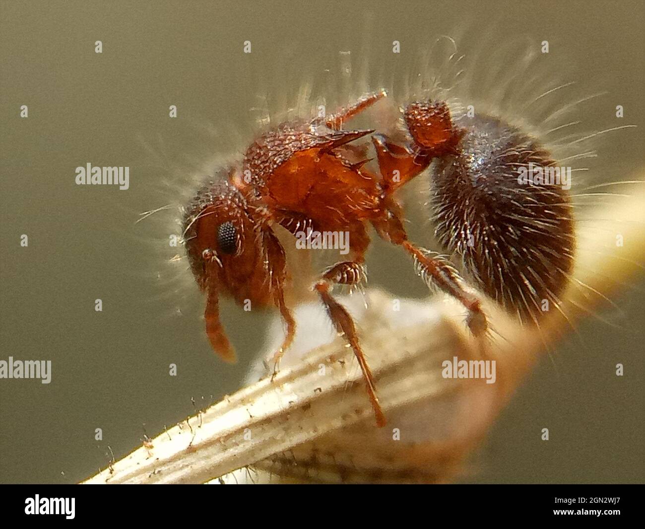 Macro shot of the great nature of an brown micro ant standing and ...