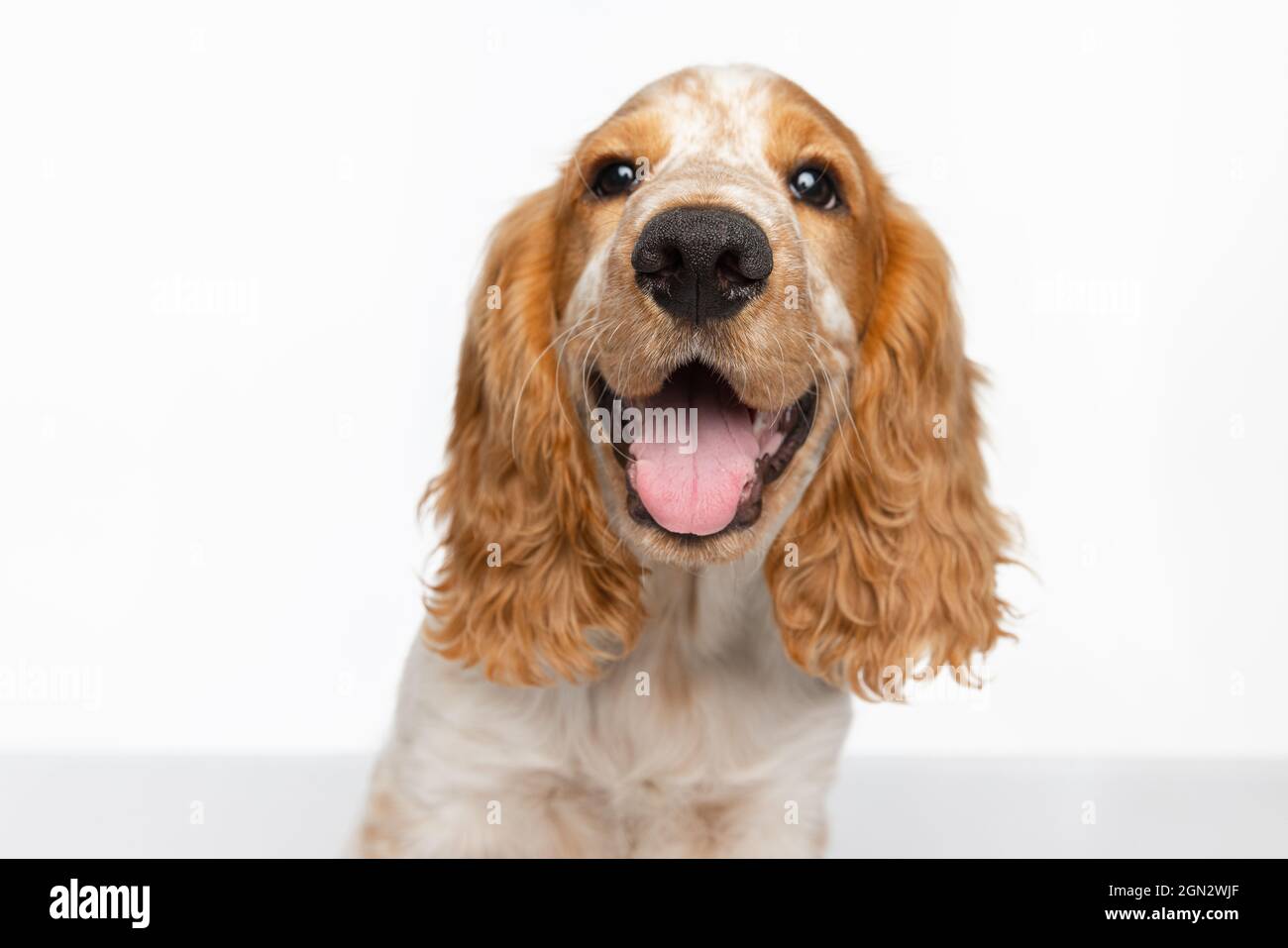 Cute smiling Cocker Spaniel dog isolated over white background. Close ...