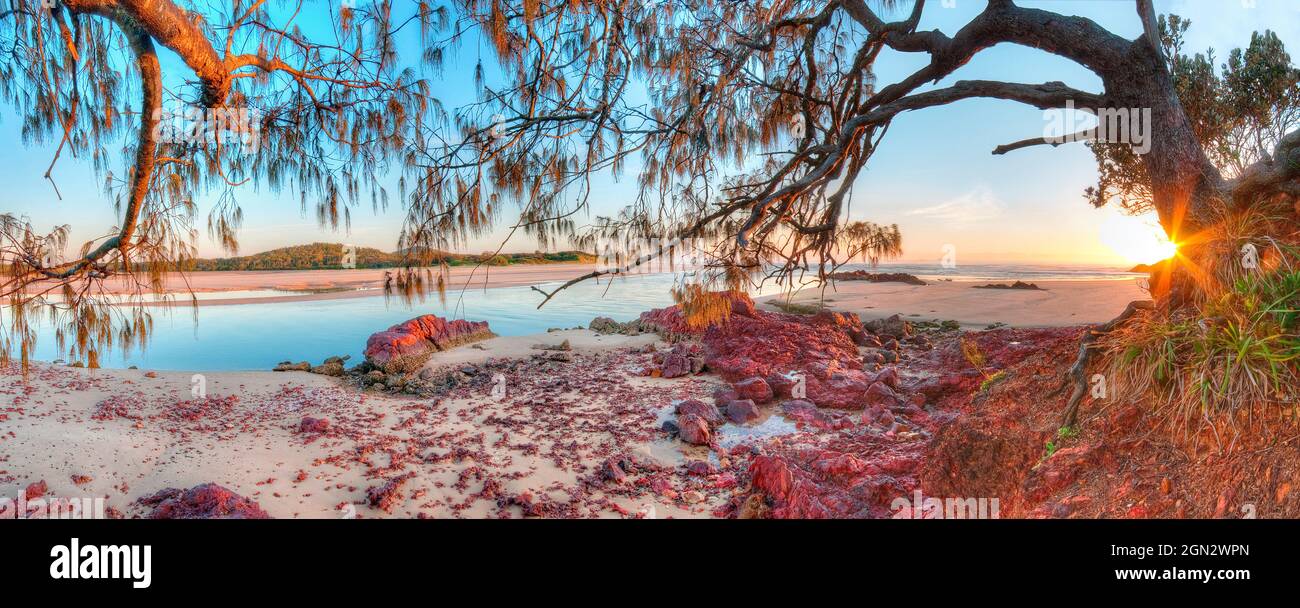 Coastal Horsetail casuarina trees (Casuarina equisetifolia), Red Rock ...