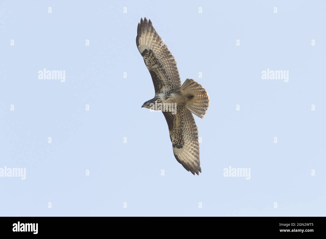 Buzzard flying in the blue sky Stock Photo - Alamy