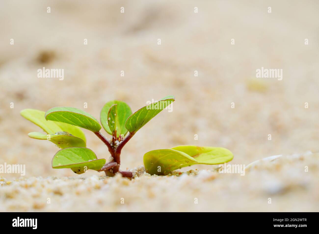 Plants growing in the sand on the beach, small bushes on the sand Stock ...