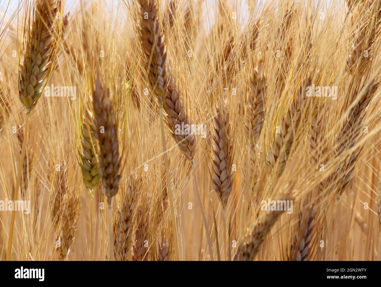 Ripe wheat grains. Harvest time Stock Photo - Alamy