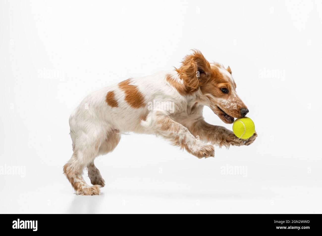 Cute Cocker Spaniel dog playing, catching yellow ball in a jump ...