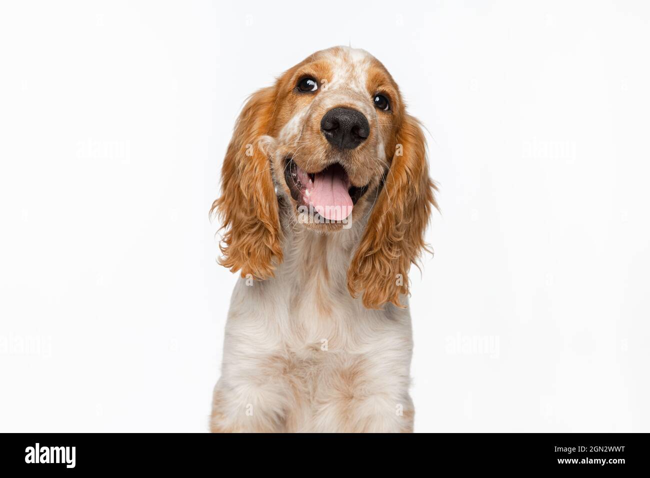 Smiling muzzle of Cocker Spaniel dog isolated over white background ...