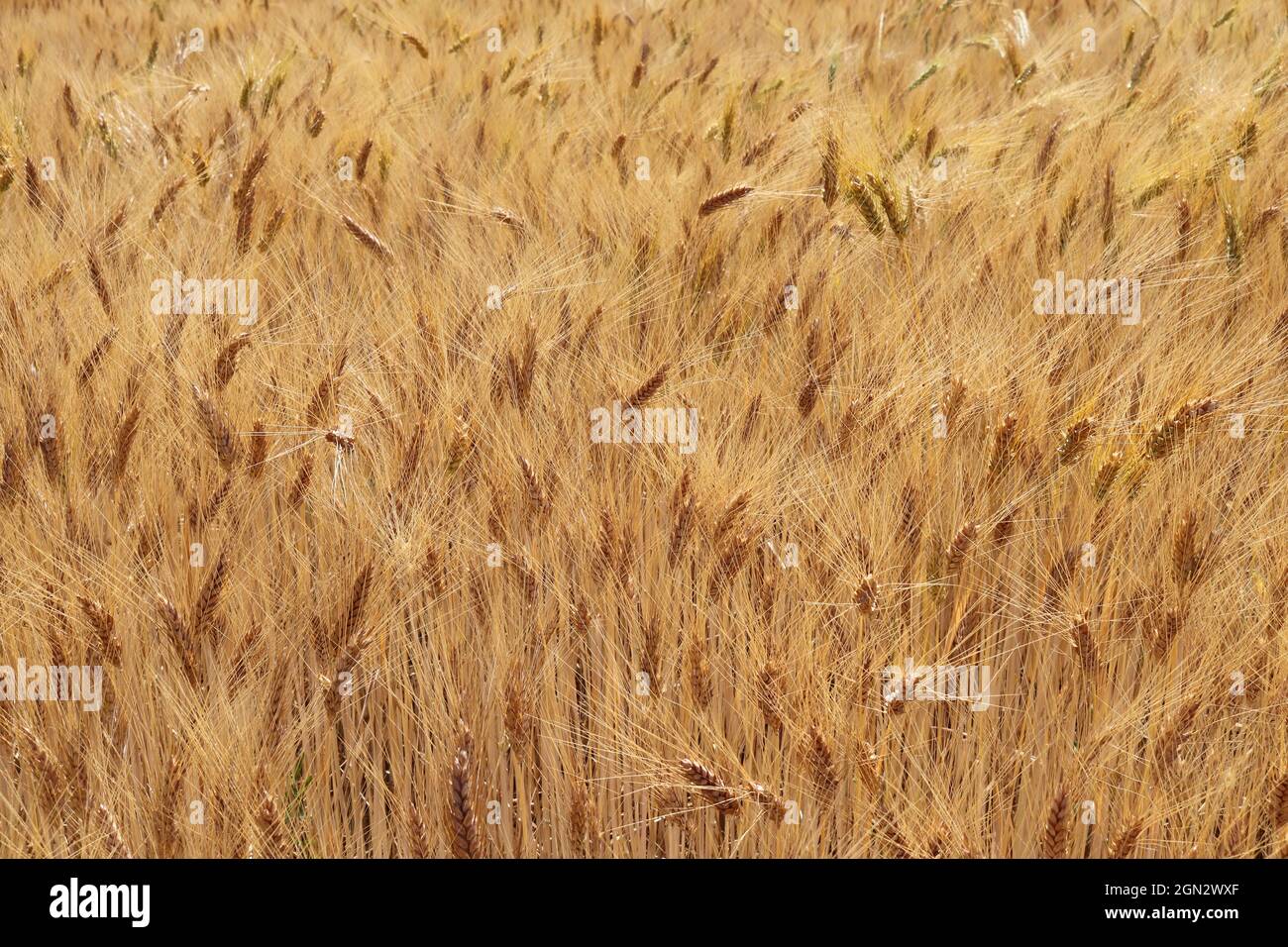Ripe wheat grains. Harvest time Stock Photo - Alamy