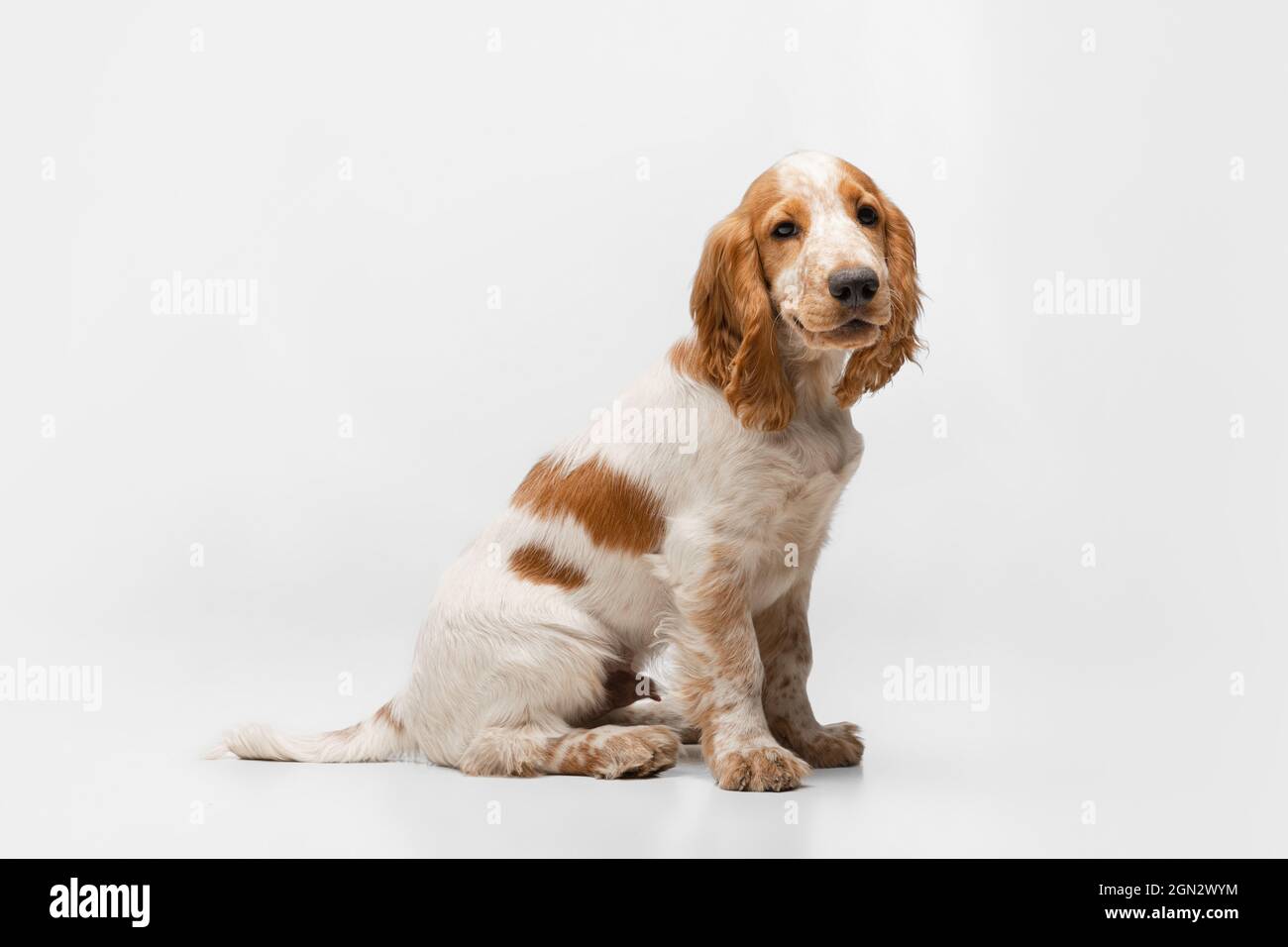 Side view portrait of cute polite Cocker Spaniel dog isolated over ...