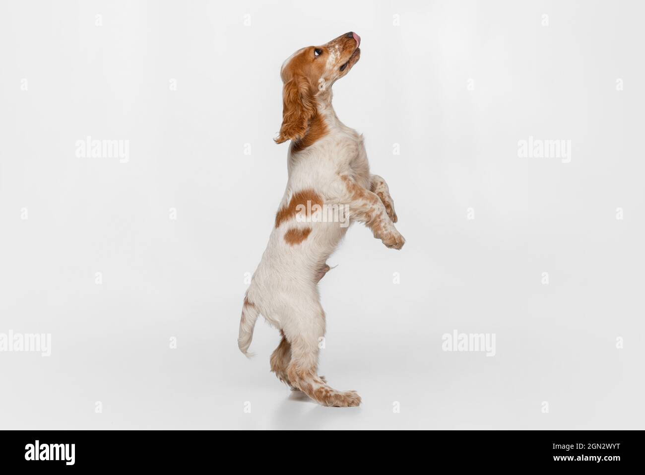 Side view portrait of cute polite Cocker Spaniel dog standing on hind ...