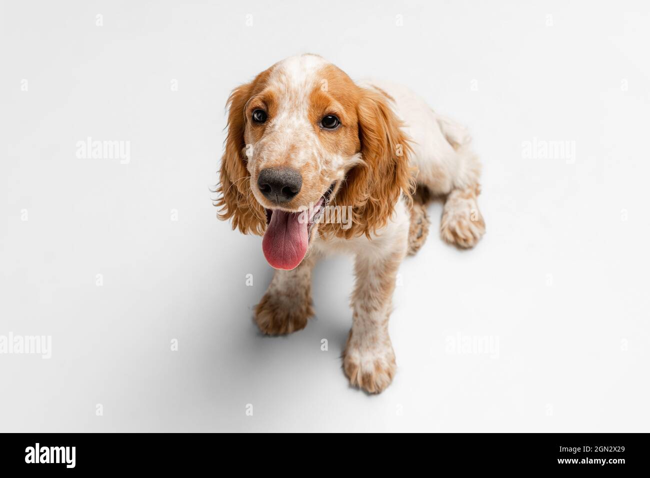 Cute smiling Cocker Spaniel dog looking upwards isolated over white ...