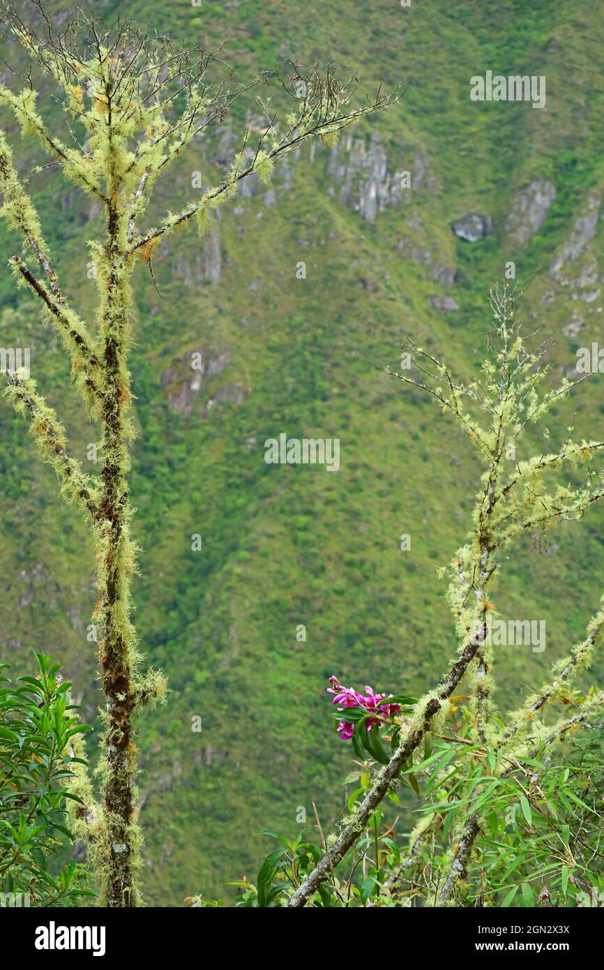 Closeup a Tree Branch Covered with Beard Lichen on Mt. Huana Picchu ...