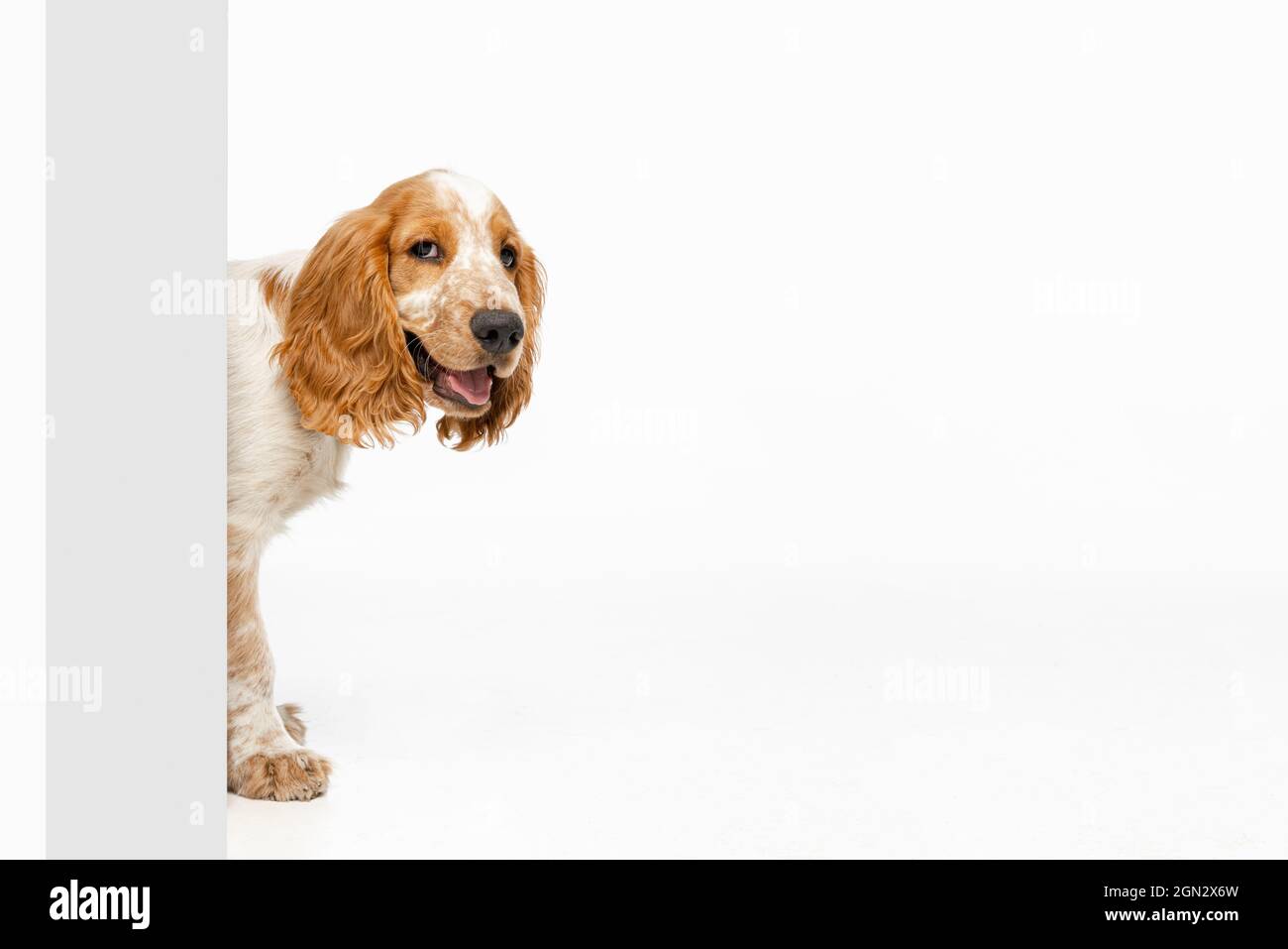 Why Do Dogs Walk Into Corners