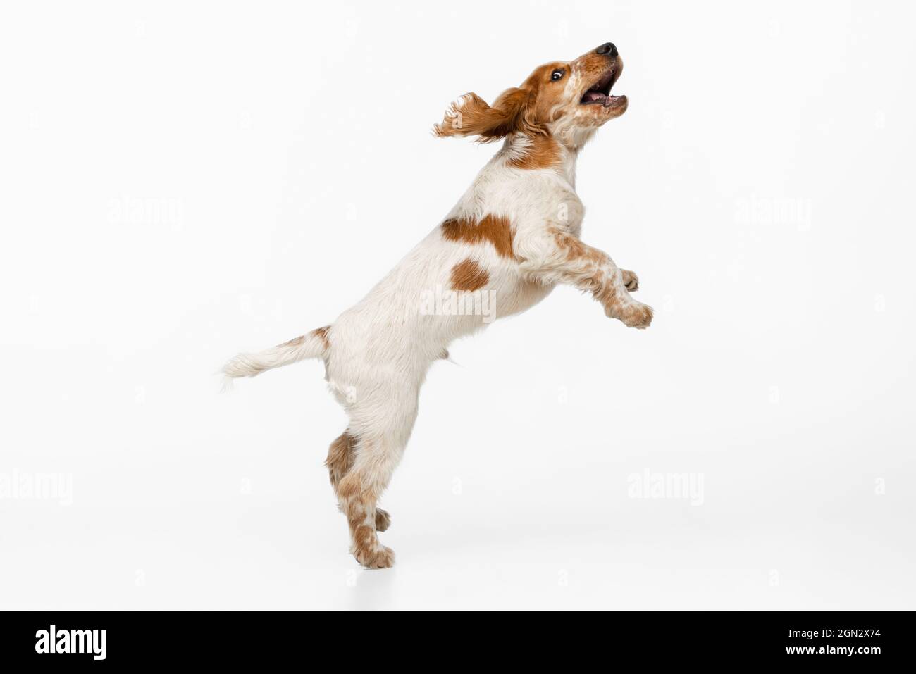 Playful Cocker Spaniel dog jumping and catching toy isolated over white ...