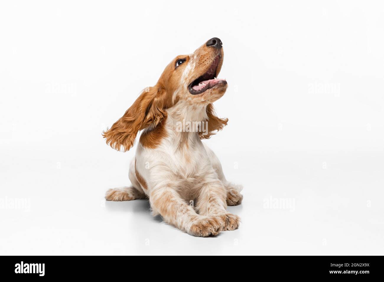 Cute and sweet Cocker Spaniel dog smiling, lying on floor and looking ...